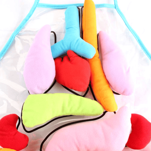 Human Anatomy Apron – Sensory Joy